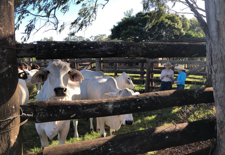 Smart software mooving the yardstick for farmers | nbn